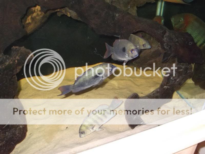 Etroplus Maculatus? | Cichlid Fish Forum