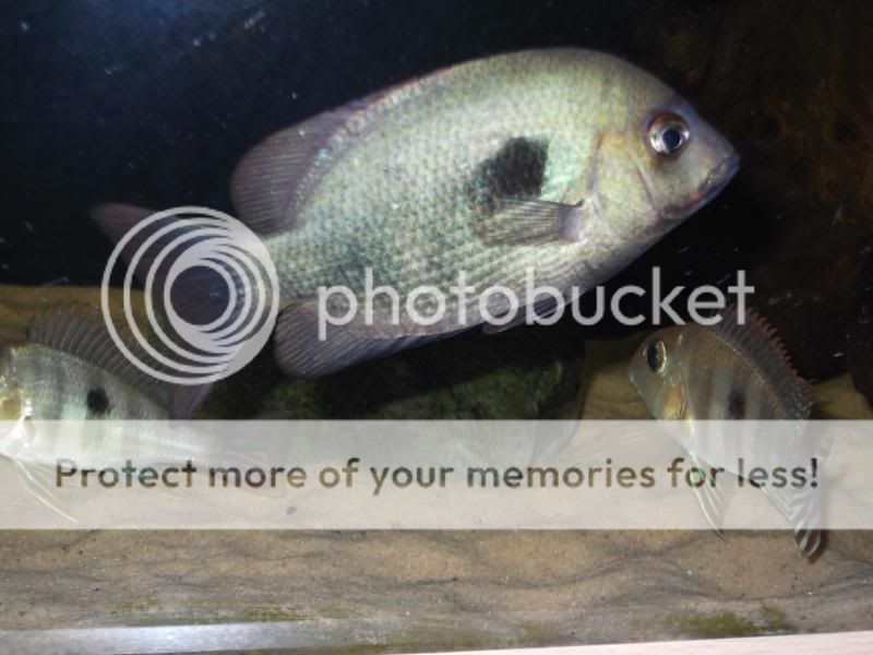 Etroplus Maculatus? | Cichlid Fish Forum