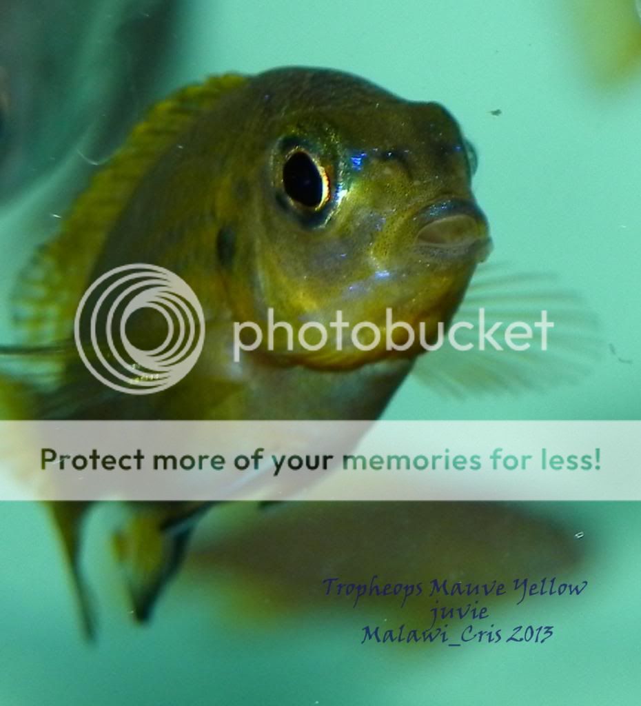 The Blue Followers' Playground - 317 gall ..heavy pics | Cichlid Fish Forum