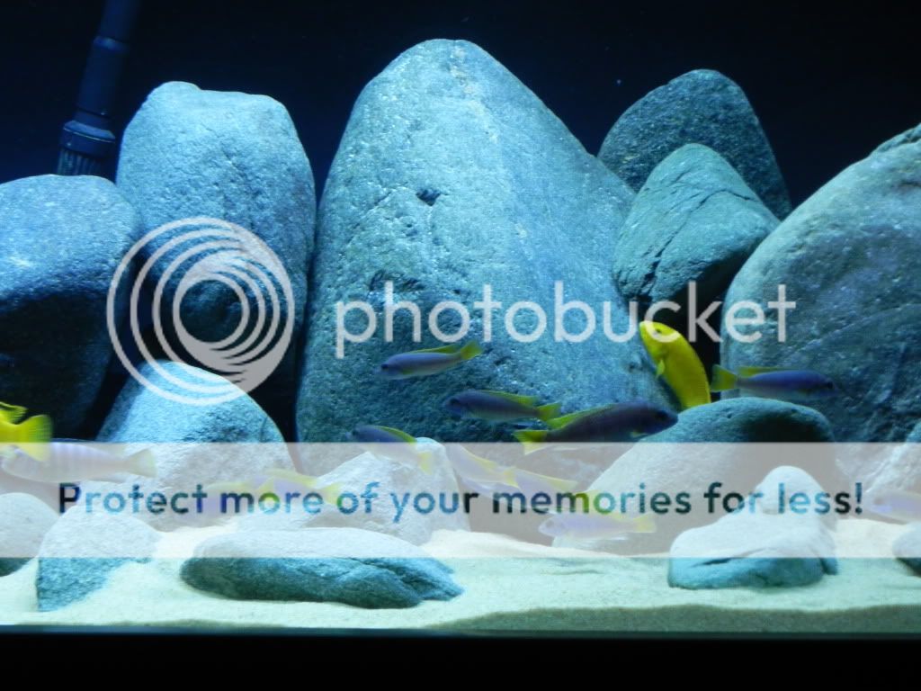 Start acvariu 180 l africani