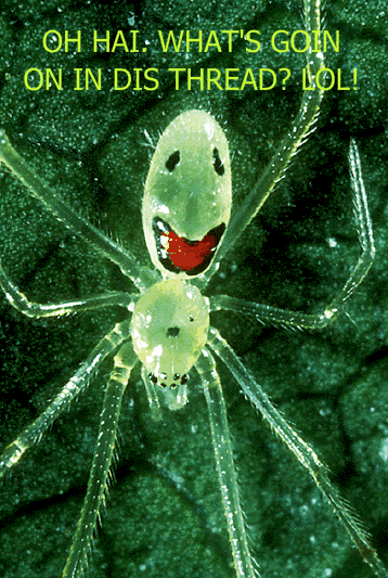 FARK.com: (4265647) Paraplegic man gets bitten by spider and walks ...