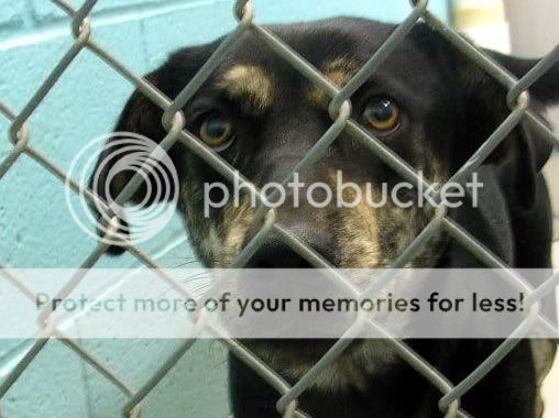 URGENT: IRVING, TX – DOGS NEED RESCUE by 8-8-08 | Recycle: Adopt ...