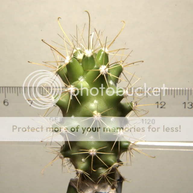 My graft related pictures and issues 2011 - Page 2 - CactiGuide.com