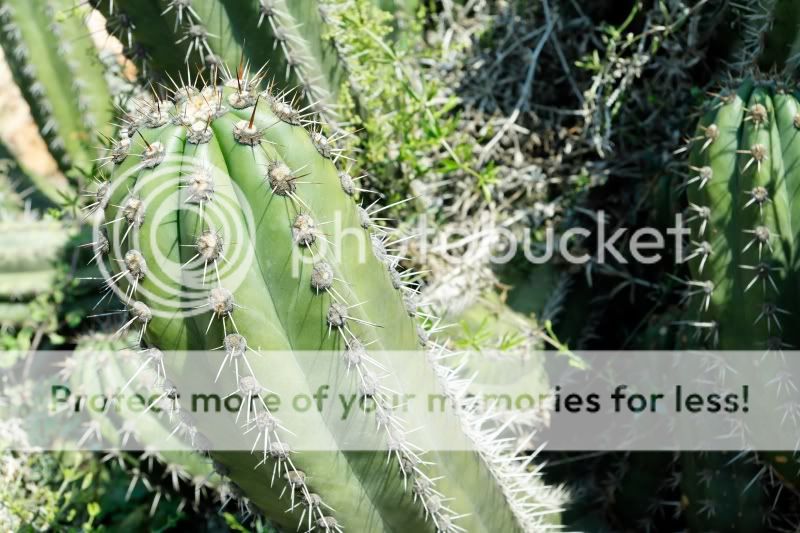 Hanging, crawling cerei? - CactiGuide.com