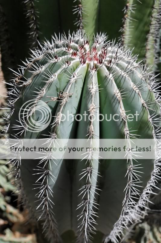 A trip to Malta - CactiGuide.com