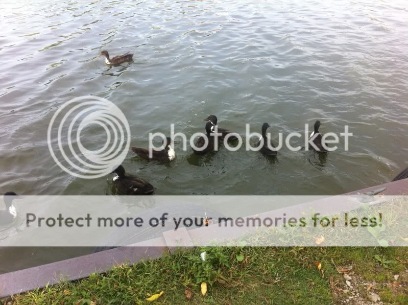 Duck ID | Shotgun Forum