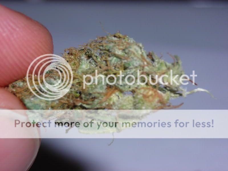 New Trainwreck/Beaster Pickup (Pics) | Grasscity Forums - The #1 ...