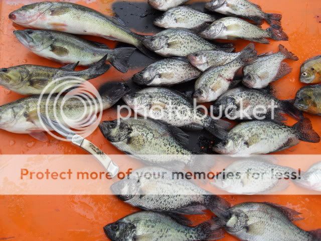 Buck 110,NS.Damascus,stag& Fish | BladeForums.com